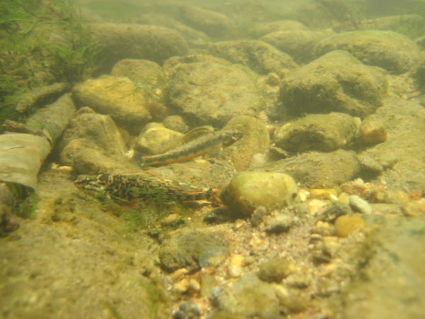 Gilt Darter | Project Noah