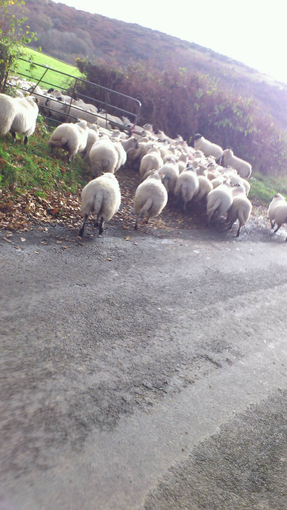 On PC: Photo Gallery: How to heard sheep on a motorbike