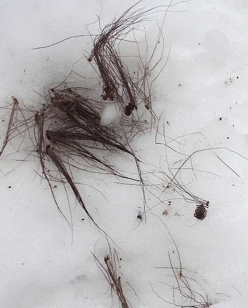 Moose Ticks | Project Noah