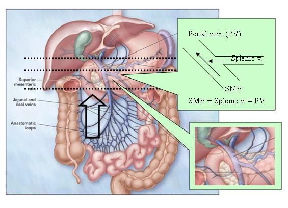 急症外傷外科的大小事...我的理想,抱負與信念: Portal vein, splenic vein and pancreas