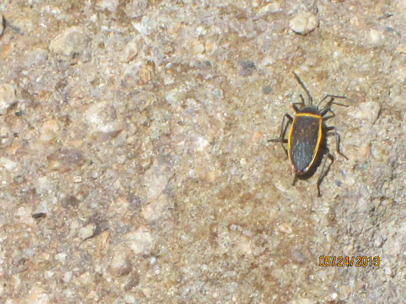 True Bug | Project Noah