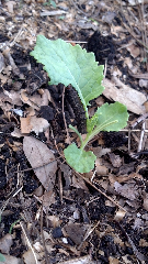 pesty pests | grove ladder farm