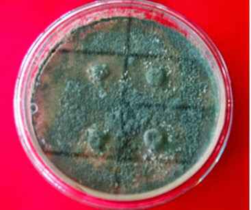 Trichoderma Hidroponik - cara budidaya tanaman hidroponik