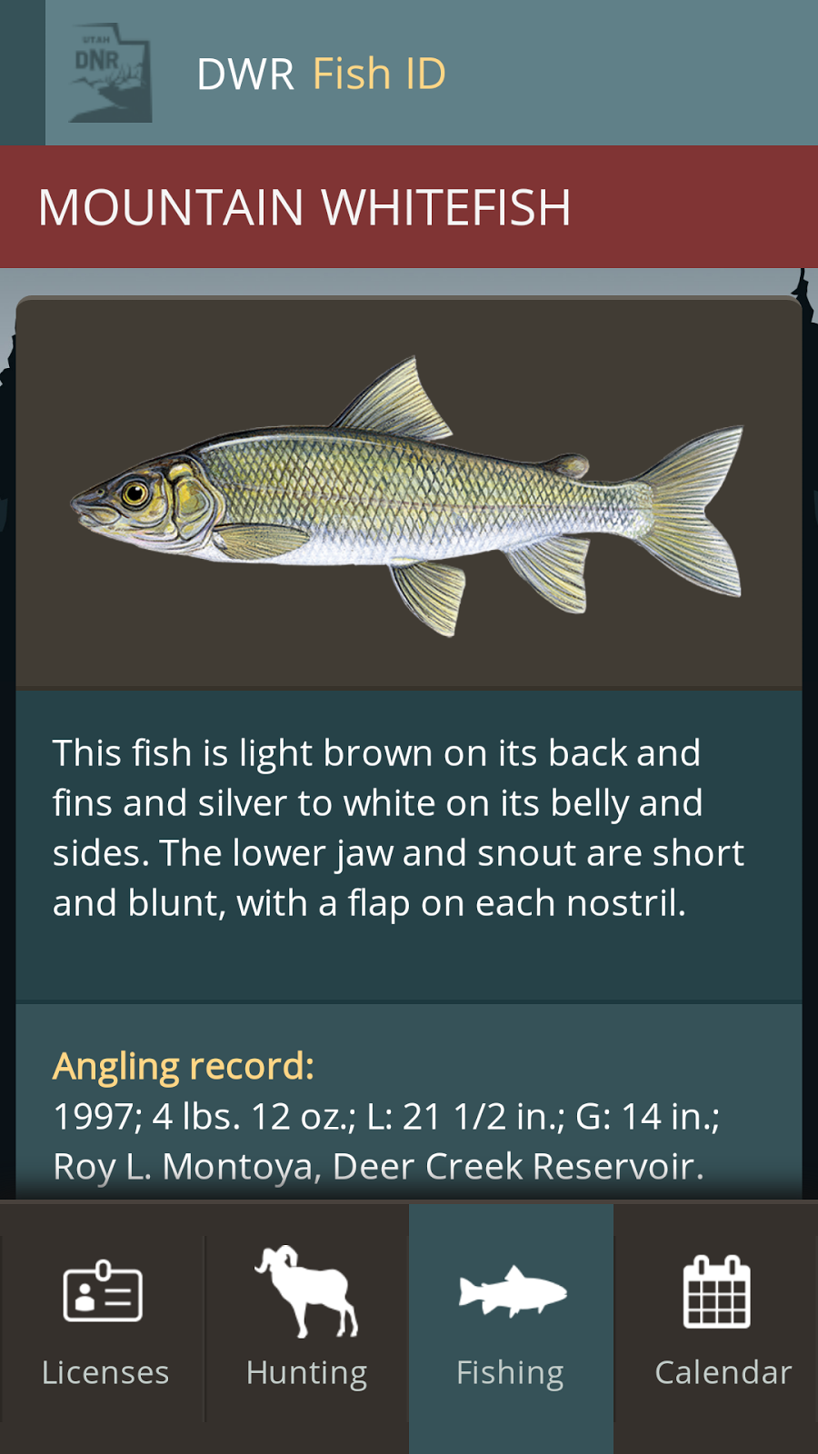 Fishing conditions in the Salt lake City area: Utah Fishing and Hunting ...