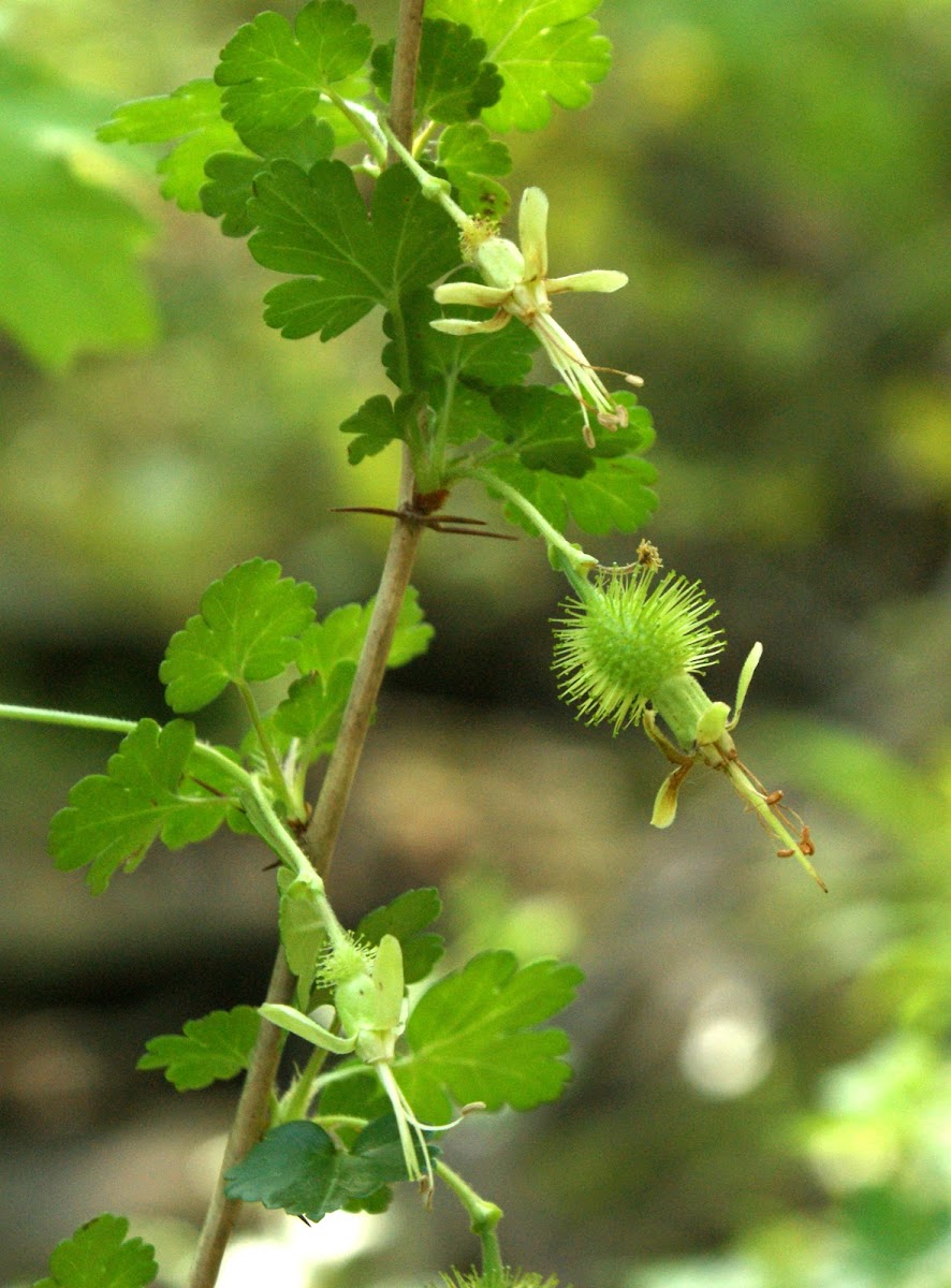 Miccosukee Gooseberry | Project Noah