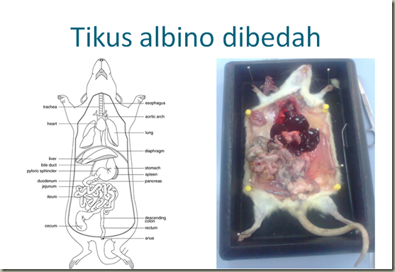 KOLEKSI TUGASAN: ANATOMI : SISTEM ANATOMI TIKUS MAKMAL