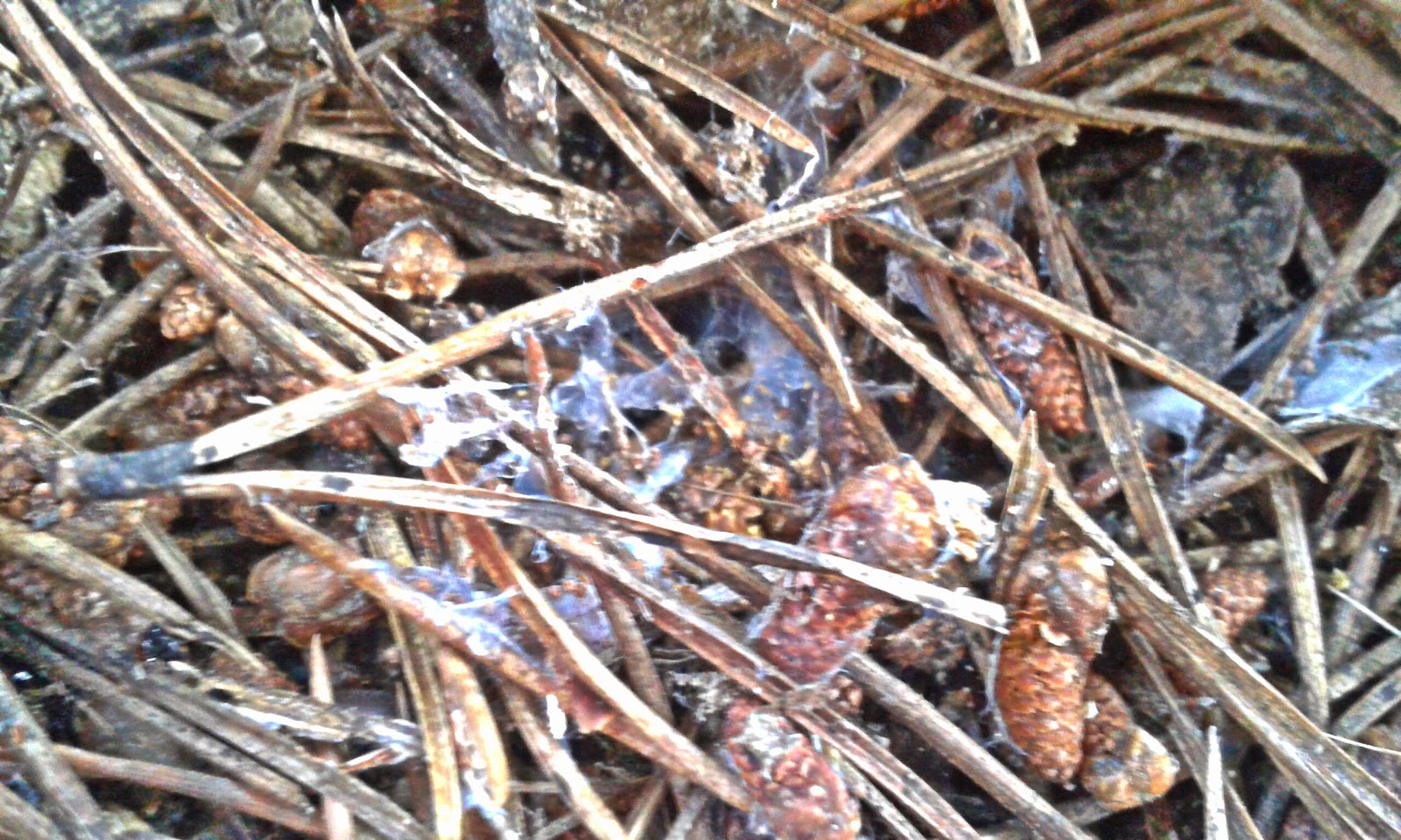 El que lee mucho y anda mucho, ve mucho y sabe mucho. Don Quijote ...