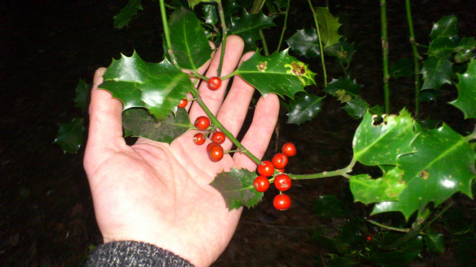 Invasive Weeds: Invasive Evergreens in Suburban Coastal Dorset