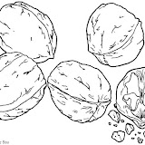 DIBUJOS PARA COLOREAR NUECES