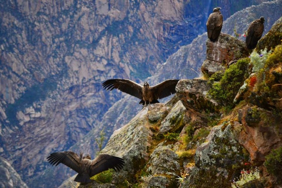 Trei saptamani in Peru | Arequipa, Colca Canyon, Chivay, Cruz del Condor