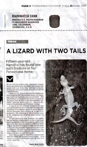 Two Tailed Lizard | Project Noah