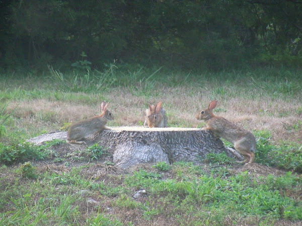 Eastern Cottontail | Project Noah