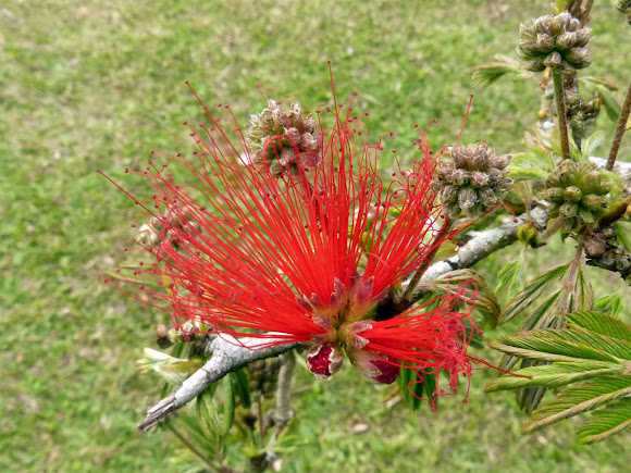 Calliandra tweedii | Project Noah