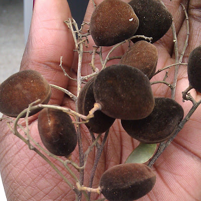 TuTu's Corner: {Ghana Blackberries} Yooyi/Yoyi_ Velvet Tamarind