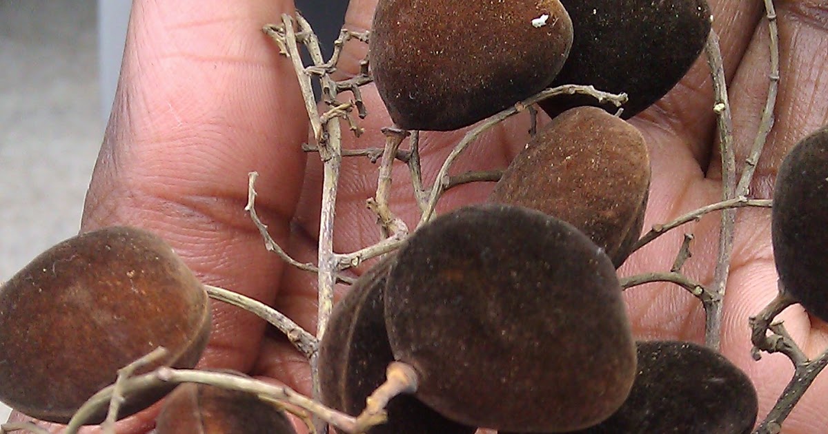 TuTu's Corner: {Ghana Blackberries} Yooyi/Yoyi_ Velvet Tamarind