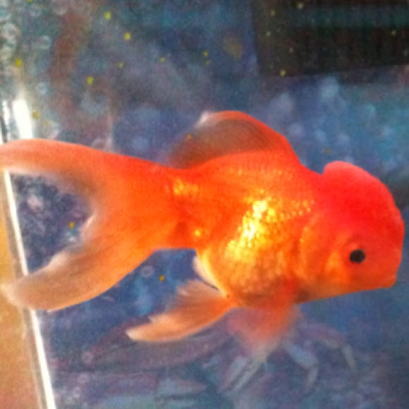 Oranda goldfish | Project Noah