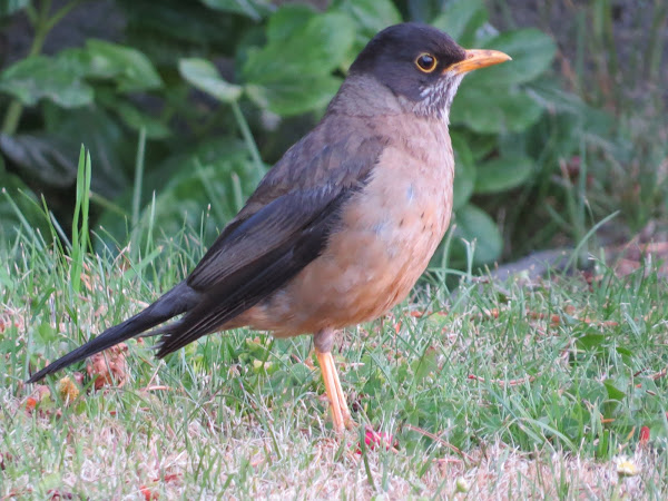 Austral Thrush | Project Noah
