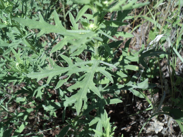 Western Ragweed | Project Noah