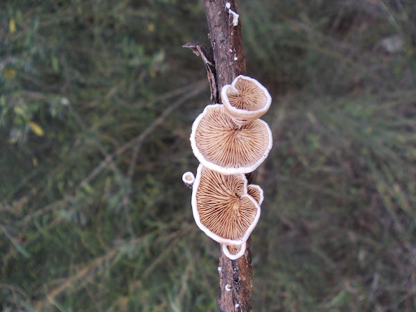 Variable Crepidotus | Project Noah