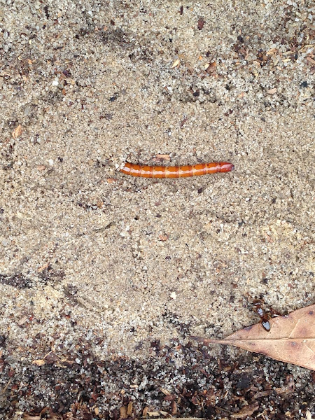 Click beetle larva (wheat wireworm) | Project Noah