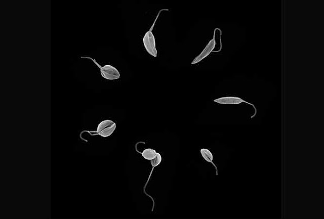 Calculated Images: Cell Picture Show