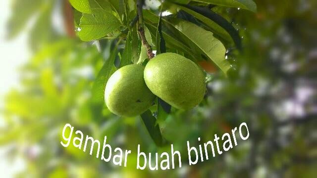 Manfaat buah bintaro