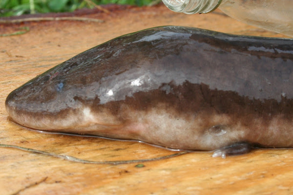 Three-Toed Amphiuma | Project Noah