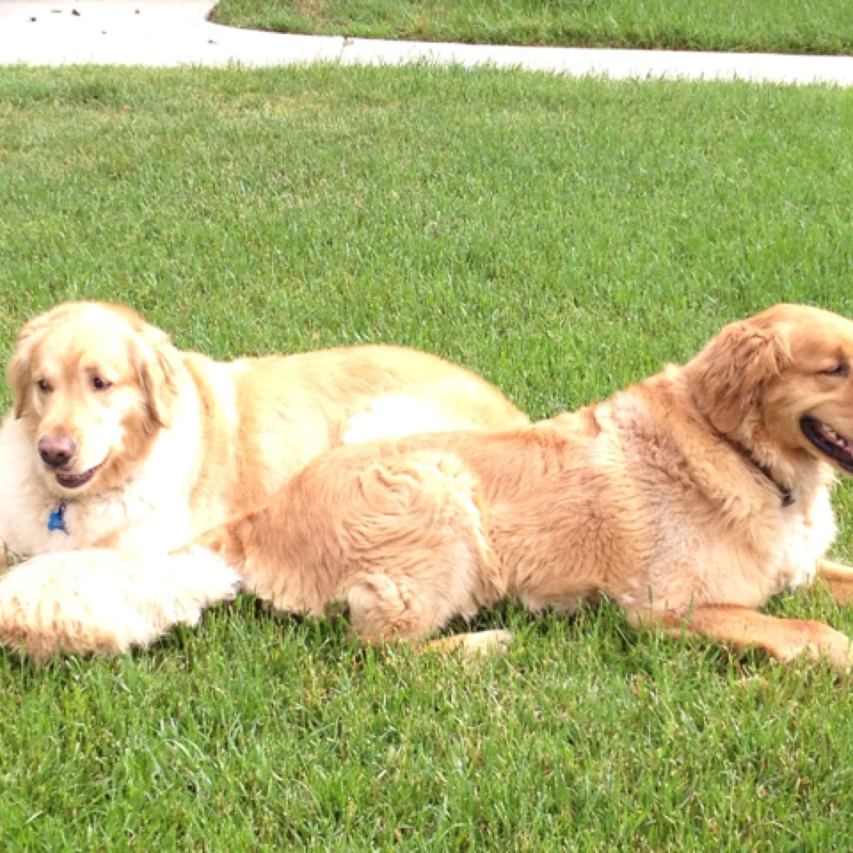 Domestic Dog | Project Noah