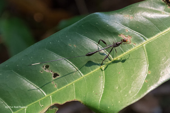 Crown wasp | Project Noah
