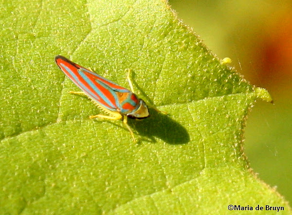 Red-banded leafhopper | Project Noah