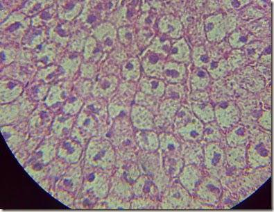 Histology Slides Database: Polygonal cells magnified under microscope