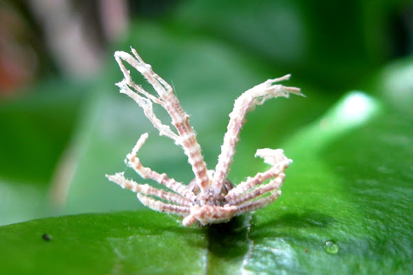 Ricaniid Planthopper (nymph) | Project Noah