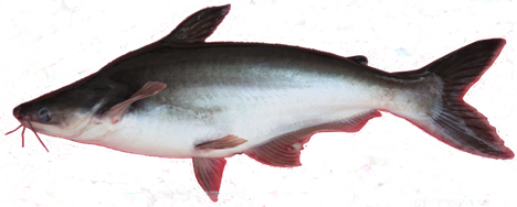 Perternakan Fidaus: MENGENAL IKAN PATIN