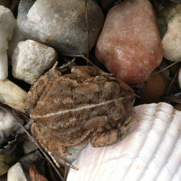 Fowler's toad | Project Noah