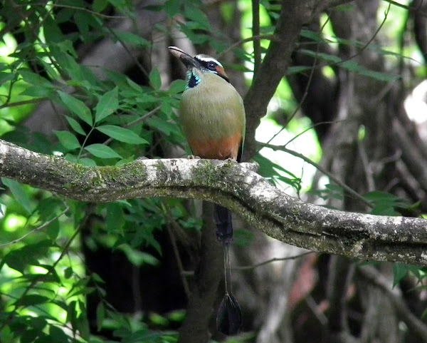 Turquoise-browed Motmot | Project Noah