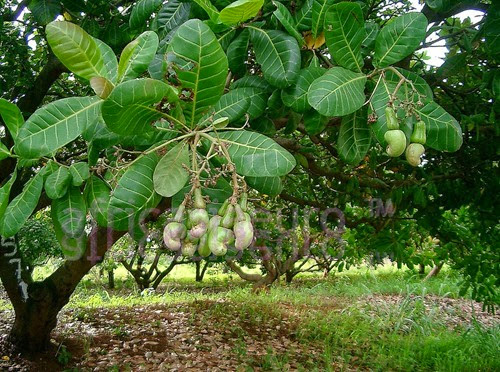 Karnataka: Scheme to encourage cashew cultivation in tribal areas ...
