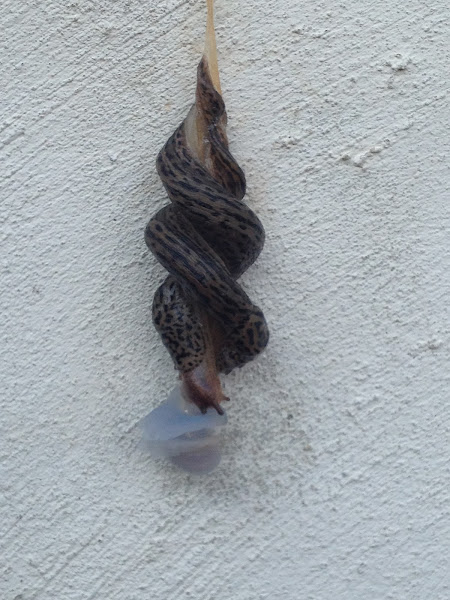 Slugs | Project Noah