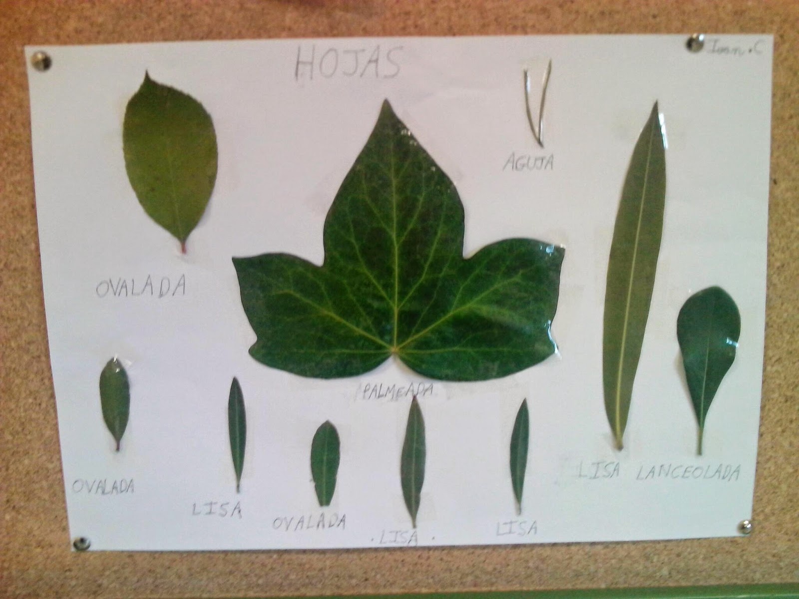 Blog de Tercero A, CEIP LA Zarzuela: Naturales - tipos de hojas