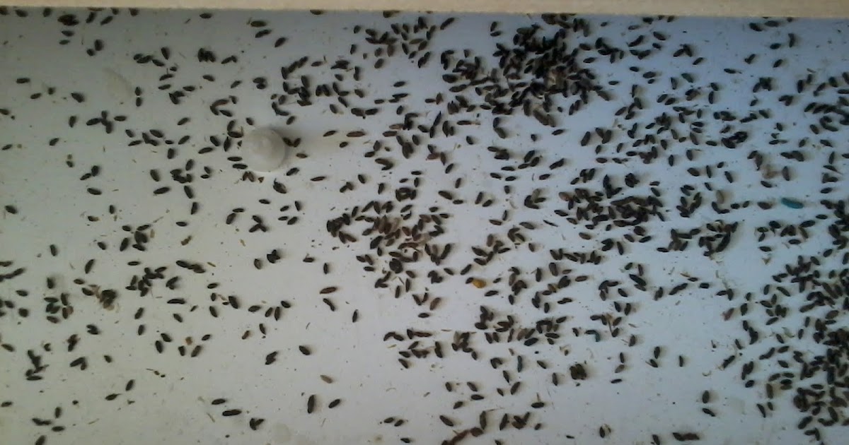 Hemel Streken: 73. Muizenstrontjes