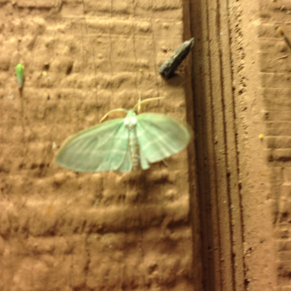 White-Fringed Emerald | Project Noah