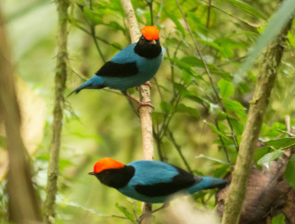 Blue manakin or Swallow-tailed manakin | Project Noah