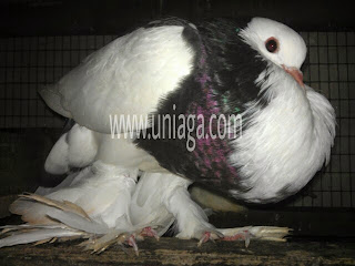 Merpati Dutch Cropper - Uniaga Aviary™