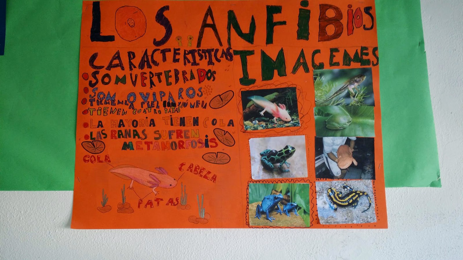 BLOG DE SEGUNDO CEIP LOS ANTOLINOS.: Mural:"Los animales".