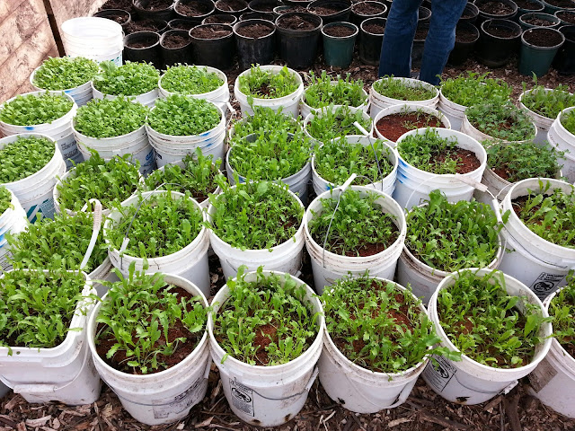 Urban Gardening Initiative: Growing Power tour in Milwaukee, Wisconsin!