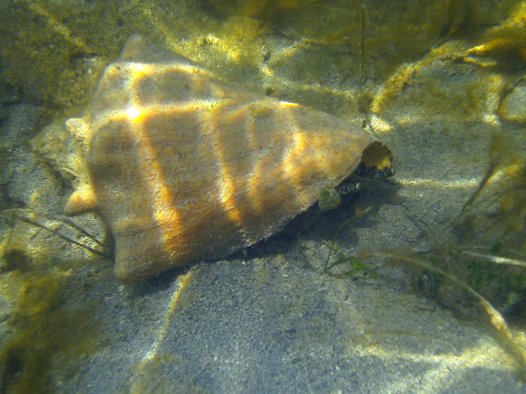 Queen Conch | Project Noah