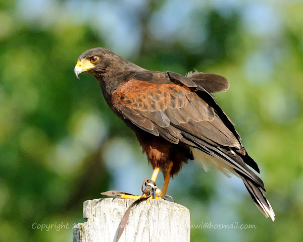 Harris Hawk or Harris' Hawk | Project Noah