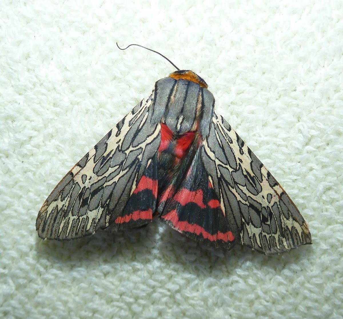 Tiger Moth | Project Noah