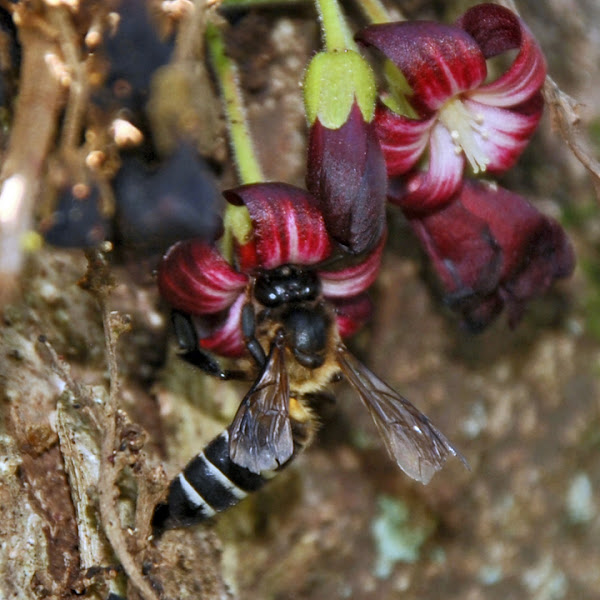 Giant honey bee | Project Noah