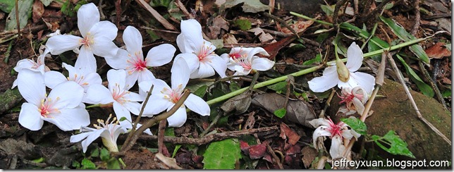 [Hsinchu Luliaokeng, Taiwan] “Tung flower” blossom ~ Jeffrey's Life log