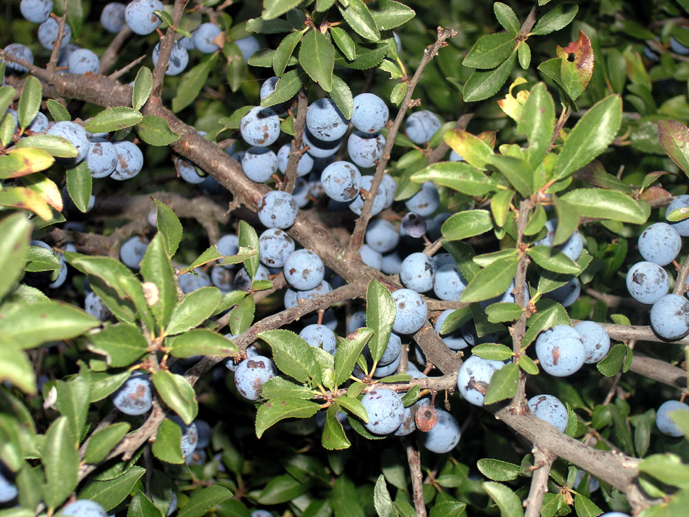 LAS COPAS POR SU NOMBRE: PACHARÁN, la bebida de Navarra desde la Edad ...